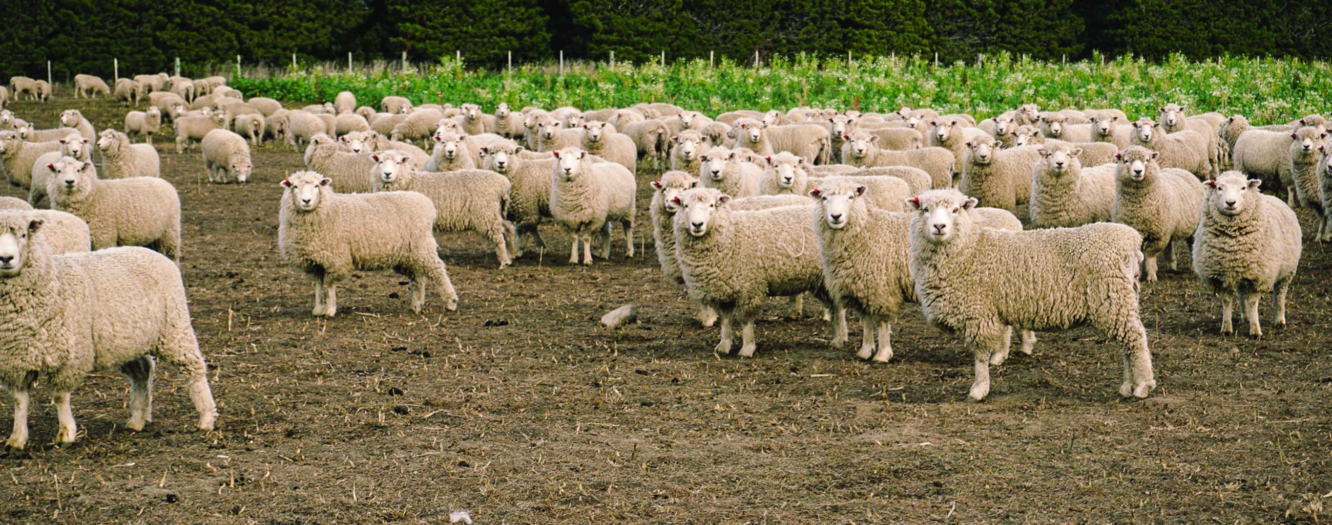 MSD Animal Health - Allflex Australia