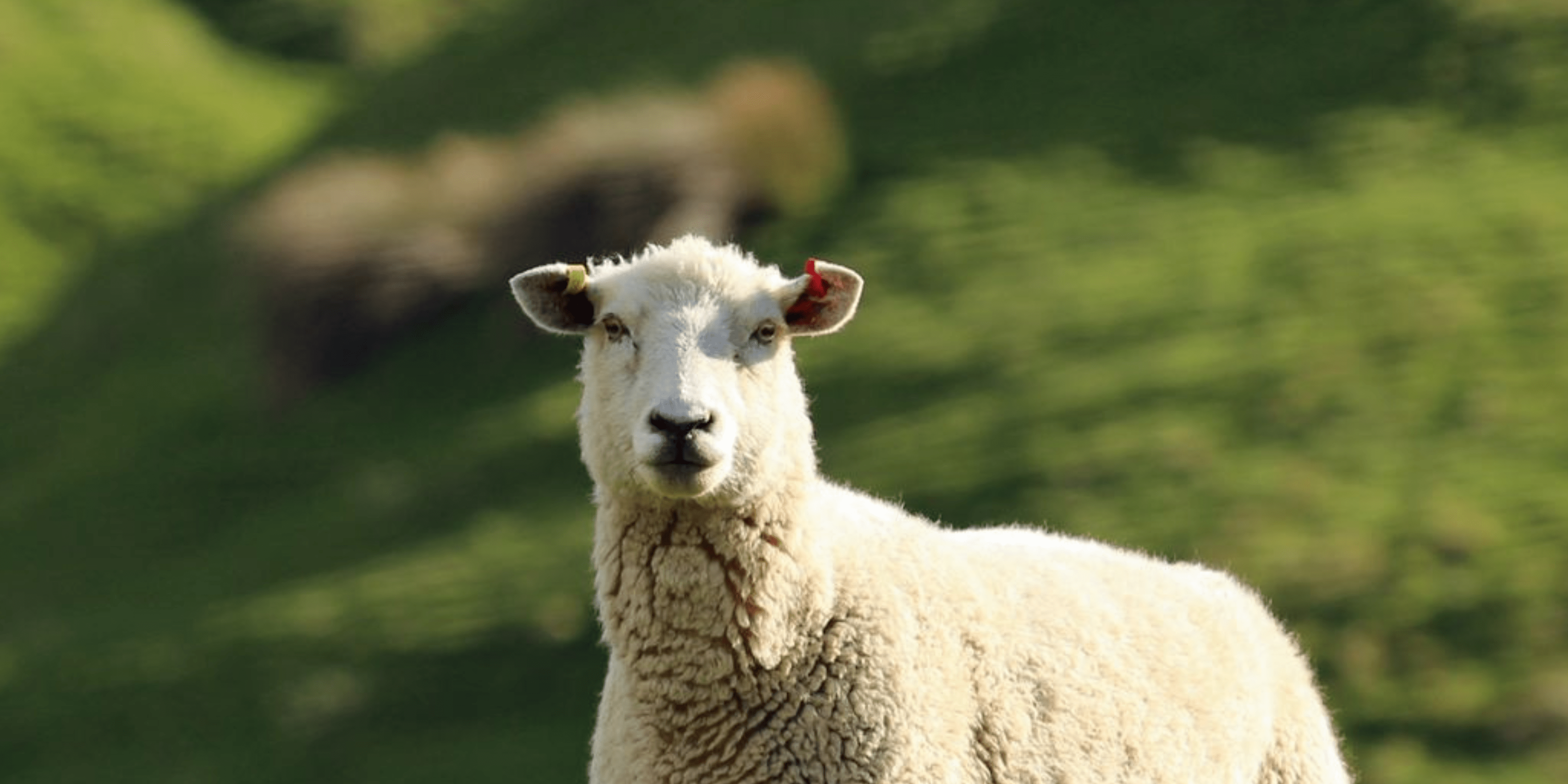 Identification | Visual & Electronic Livestock Identification | Allflex