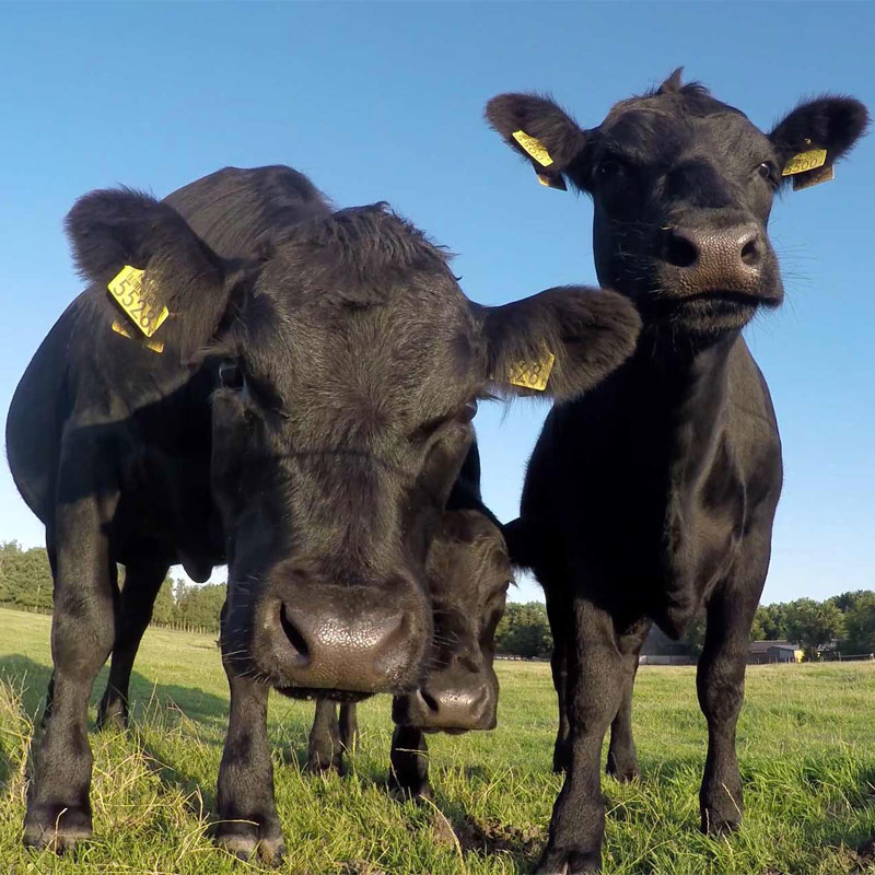 Home - Allflex Australia