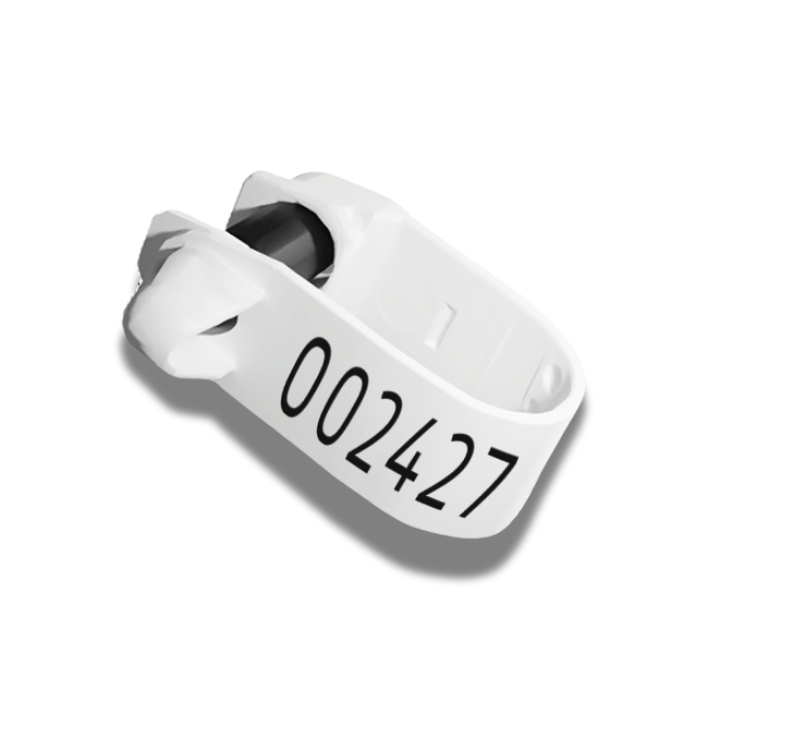 Sheep And Goat Tags | Identification | Allflex Australia